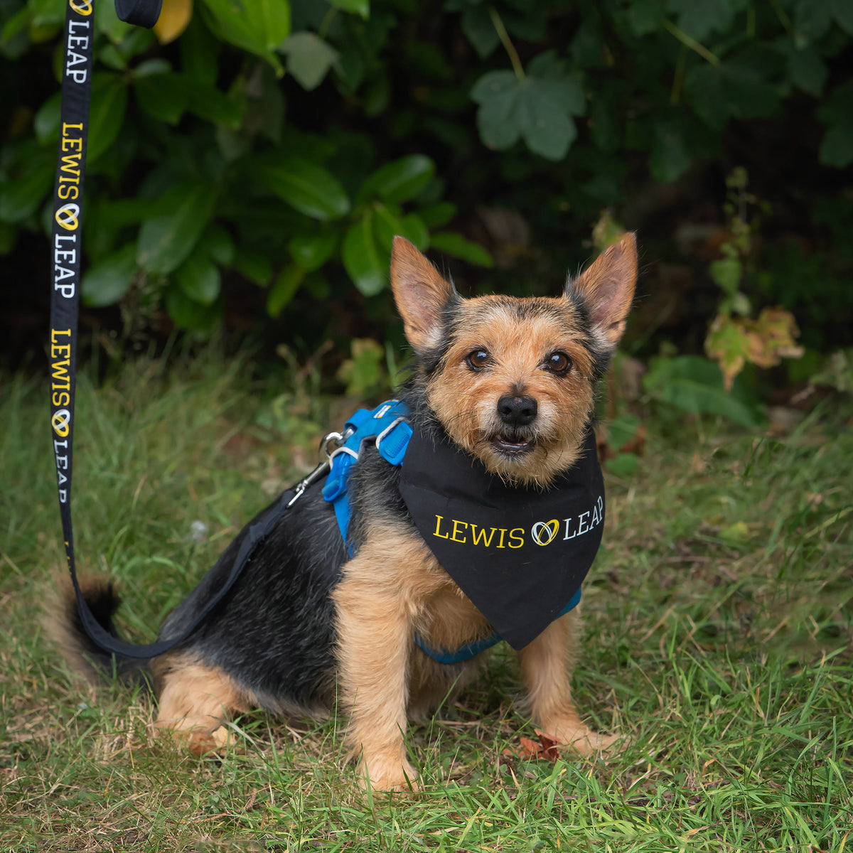 Lewis Leap Dog Lead – LewisLeap